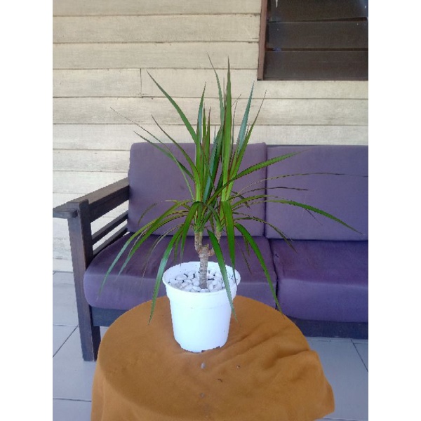 pokok green plants.Dracaena marginata green | Shopee Malaysia