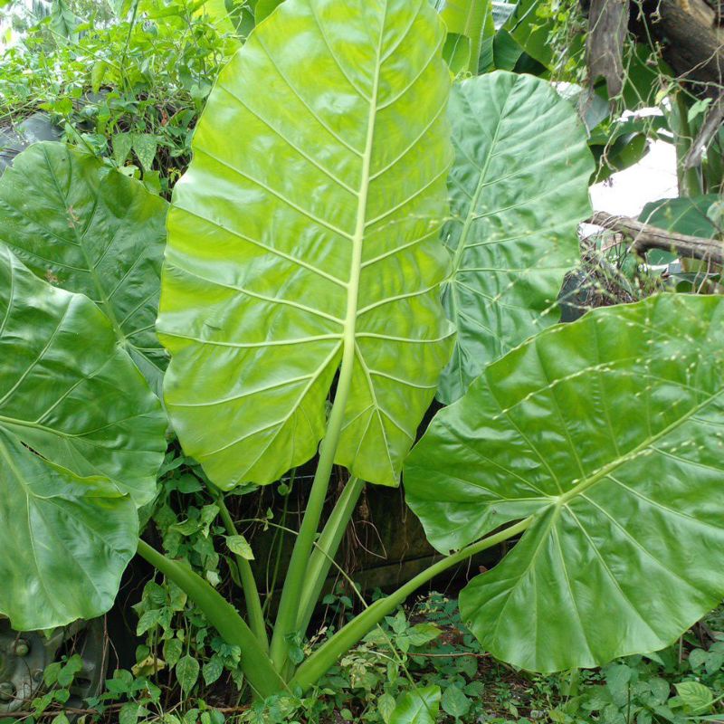 ANAK KELADI hutan@liar. | Shopee Malaysia