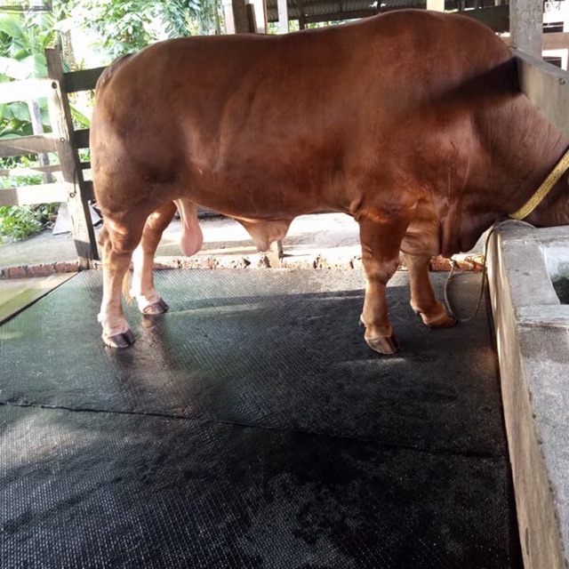 🔥BEST SALE🔥Rubber mat karpet Lembu | Shopee Malaysia