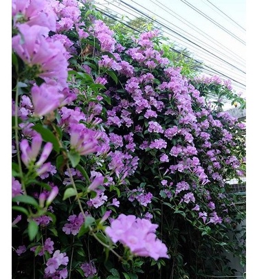 NEW [Hot Selling] Live Plant GARLIC VINE from Thailand/ Pokok Hidup ...