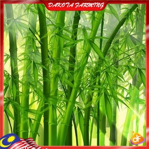 Anak Pokok Buluh Betong Dendrocalamus Asper Tissue Culture | Shopee ...