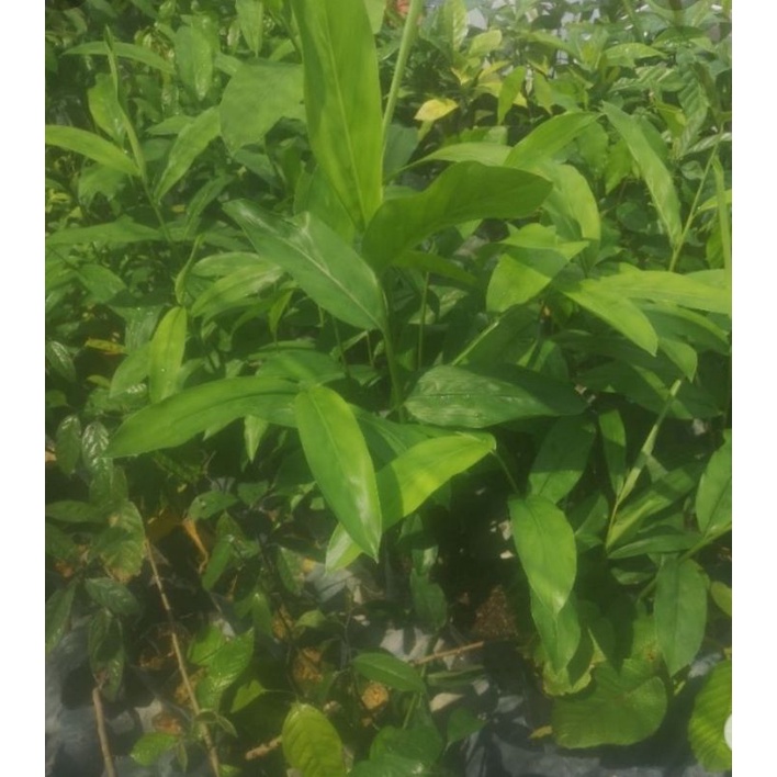 Pokok Bunga Lawang Star Anise cengkih kayu manis cinnamon pelaga thai ...