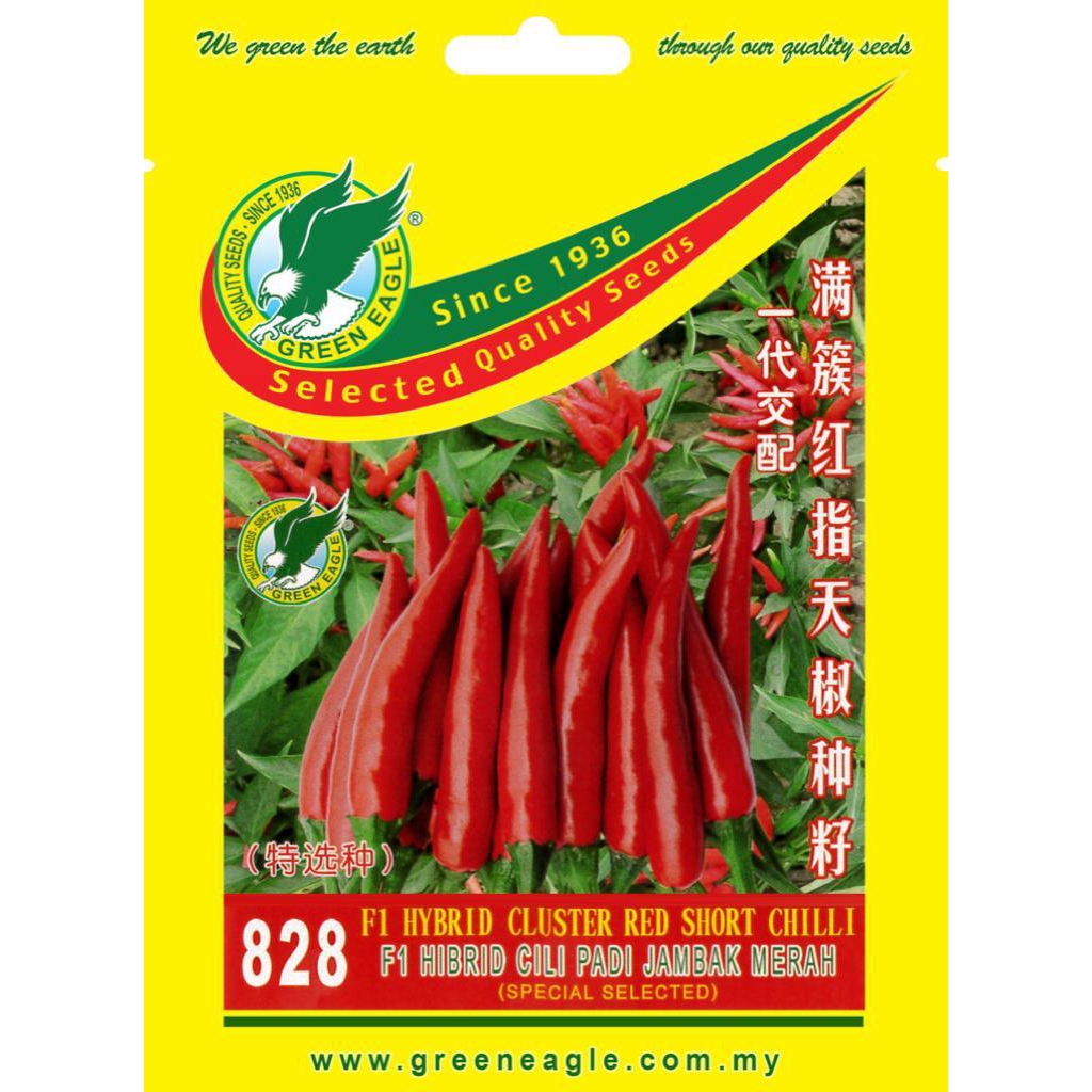 828 F1 HYBRID CLUSTER RED SHORT CHILI CILI PADI HIBRID JAMBAK MERAH ...