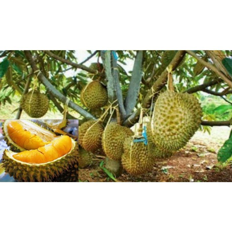 Anak pokok durian musang king(D197),💯original | Shopee Malaysia