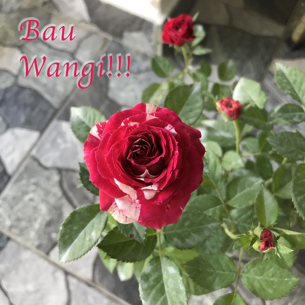Pokok Bunga Ros Kampung Mawar Rose plant tahan panas Rose Flower With ...