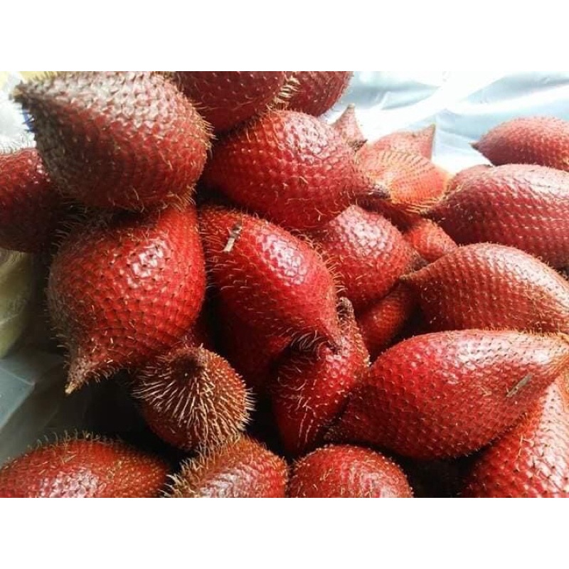 1KG BUAH SALAK SIAM | SALAK FRUIT | SALAK THAI | SNAKE FRUIT | BUOH ...