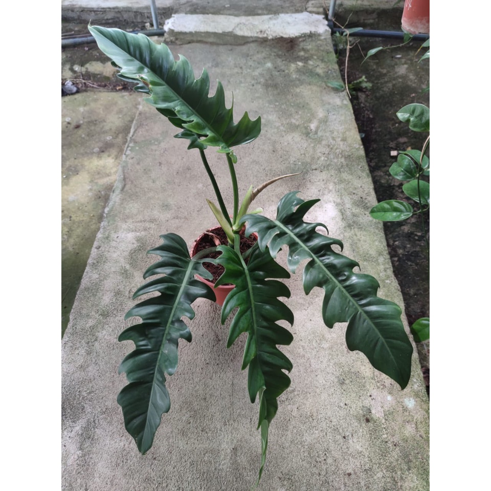 🔥🔥[LIVE PLANT] PHILODENDRON SELLOUM/XIANADU/SUN RED/PINK PRINCESS ...