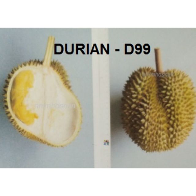Durian D99(Kancing Baju) | Shopee Malaysia