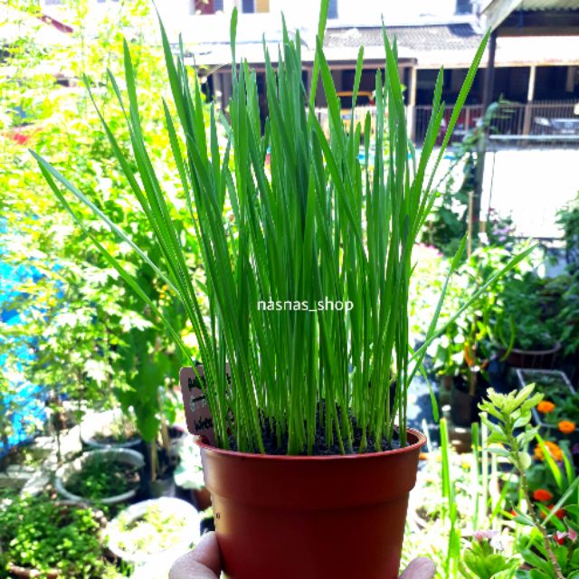Biji Benih Rumput Kucing 50pcs Wheatgrass Seeds Rumput Gandum Edible ...