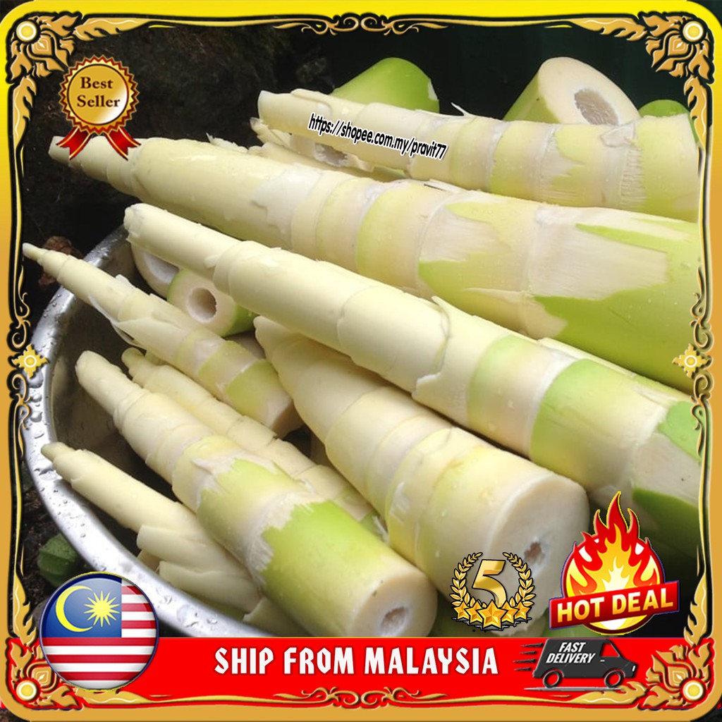 🔥FRESH🔥 Rebung Madu bahagian pucuk siap direbus - Boiled Bamboo Shoot ...
