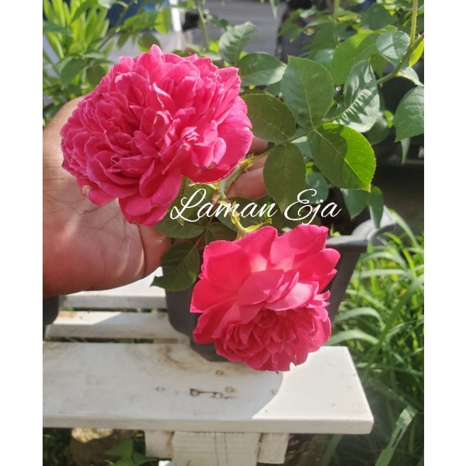 🔥ROS ID MAGGIE POKOK OWNROOT🔥 (Wangi+Lasak+Rajin Berbunga) | Shopee ...