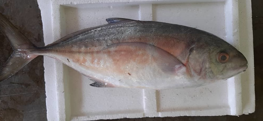 Ikan Nyok Bulat / Bigeye Trevally - 1kg/pkt | Shopee Malaysia