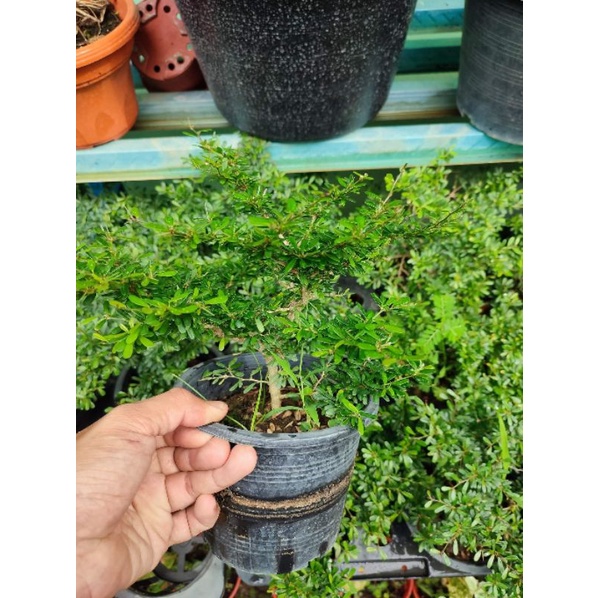 Pokok blue bellVietnamese BlueBell / Blue bell / Bonsai /越南小叶凌珊盆栽/ Linh ...