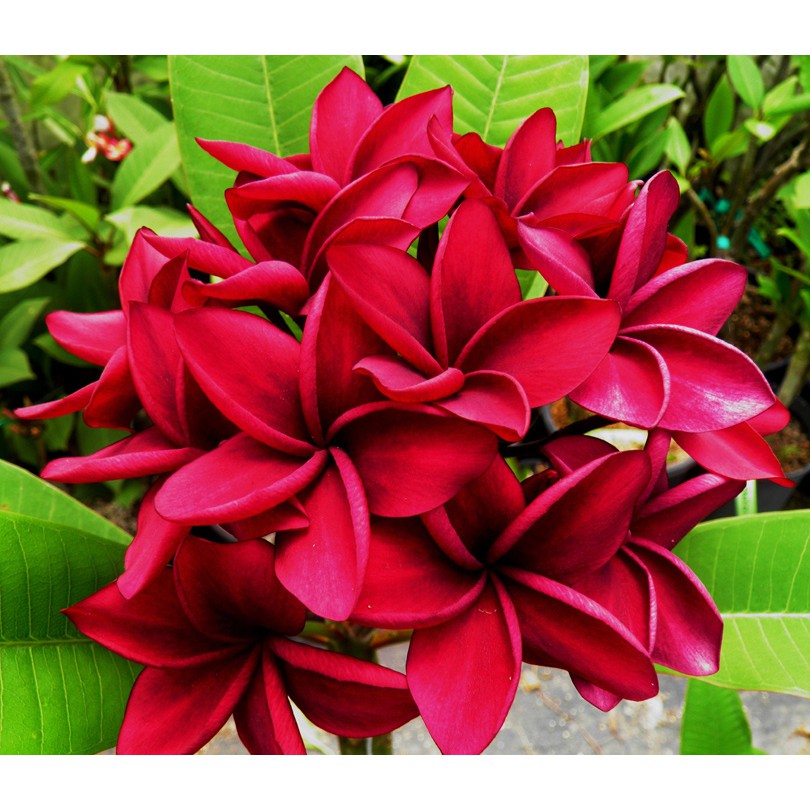 Frangipani cutting Plumeria cutting 鸡蛋花 Bunga Kemboja | Shopee Malaysia