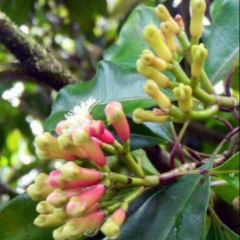 Pokok bunga cengkih. | Shopee Malaysia