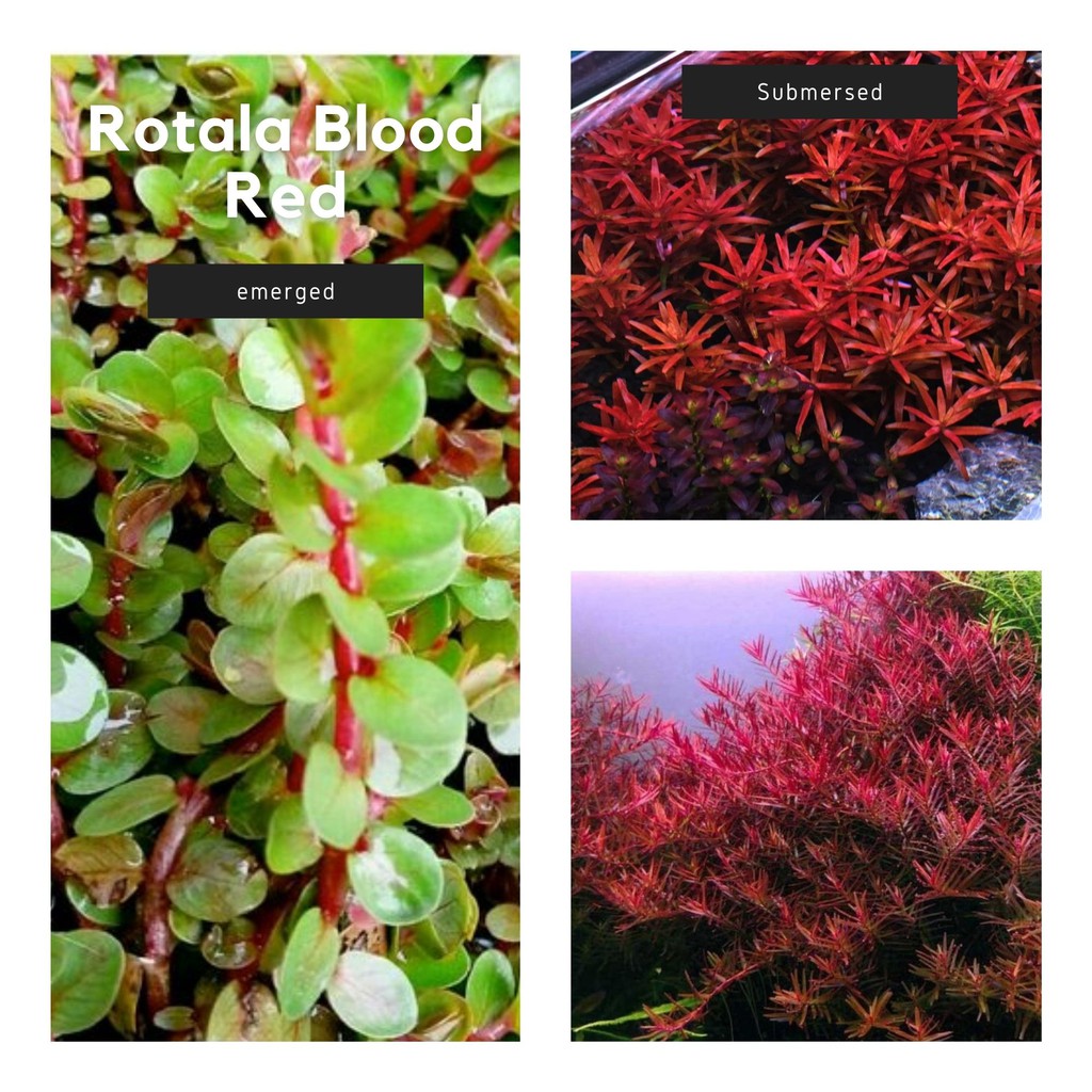 Rotala Plants Various Types for Aquascape Fish Aquarium Tank | Shopee ...