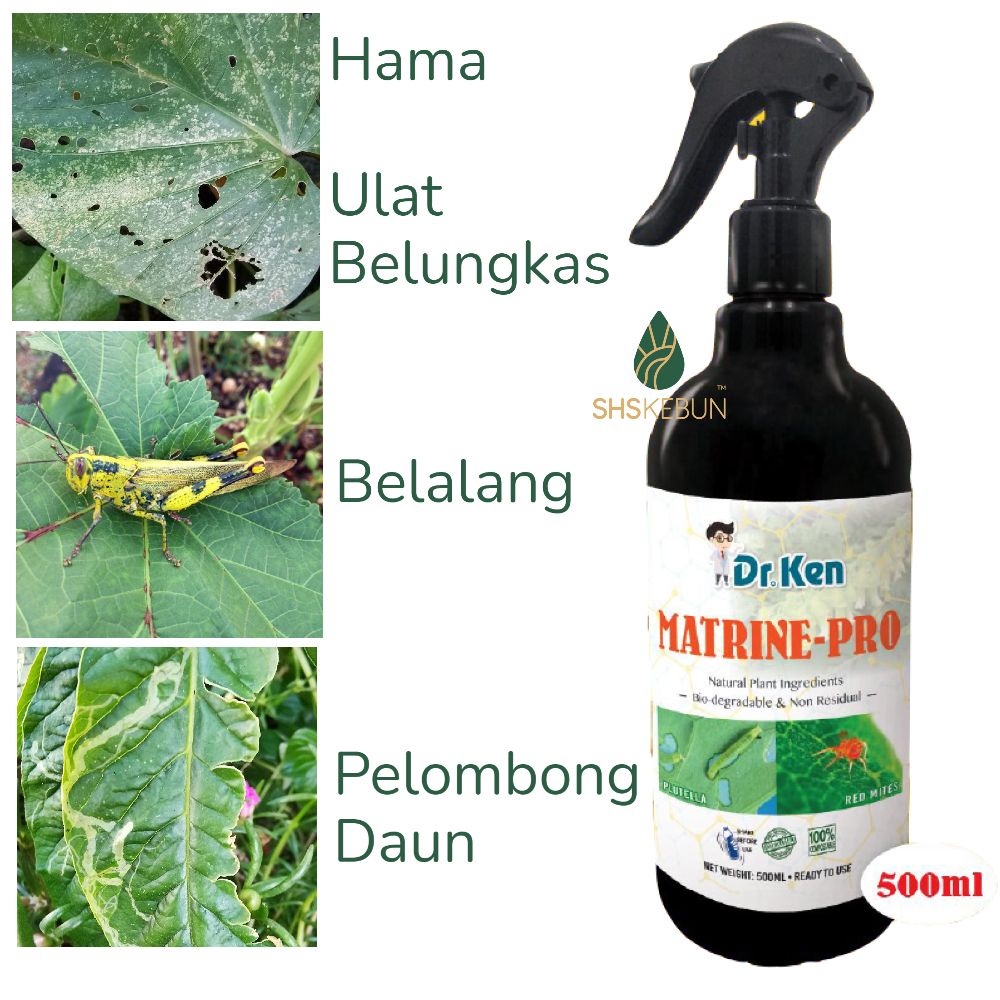 Matrine-Pro Racun Serangga Organik 500 ml 殺蟲劑植物 Dr Ken Spider Mites ...