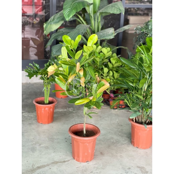 TKL - Big Size Garcinia Subelliptica Happiness Tree Real Houseplant ...