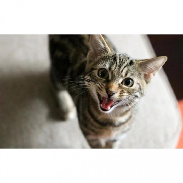 PESSO Eco Cat Repellent Spray (500ml) | Shopee Malaysia