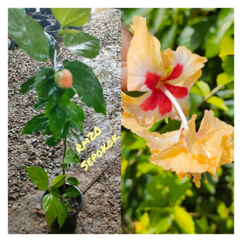 Pokok bunga raya Id capitolio sport of sport | Shopee Malaysia