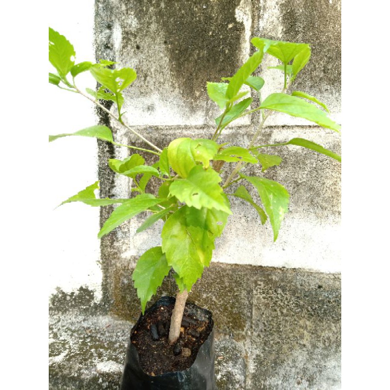 Pokok Bunga Raya Merah | Shopee Malaysia