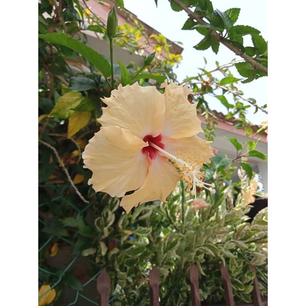 Anak Bunga Raya Beige | Shopee Malaysia