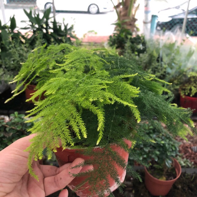 GPS Green Plant Society Live Indoor Plant Asparagus Fern Bonsai 文竹 ...