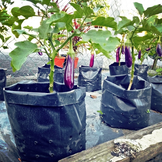 BAJA TANAMAN PASU KELILING RUMAH[ 100% Larut Air]BAHAN DARI GARAM ...