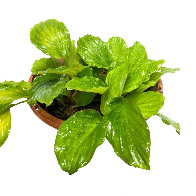 Pokok Cekur Hijau | Pokok Hidup | Pokok Ubatan | Shopee Malaysia