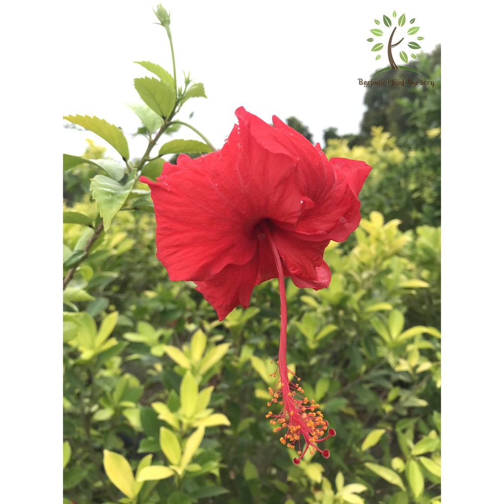 Berjaya Plant Nursery - Bunga Raya/Hibiscus(Pokok Bunga Hidup/Pokok ...