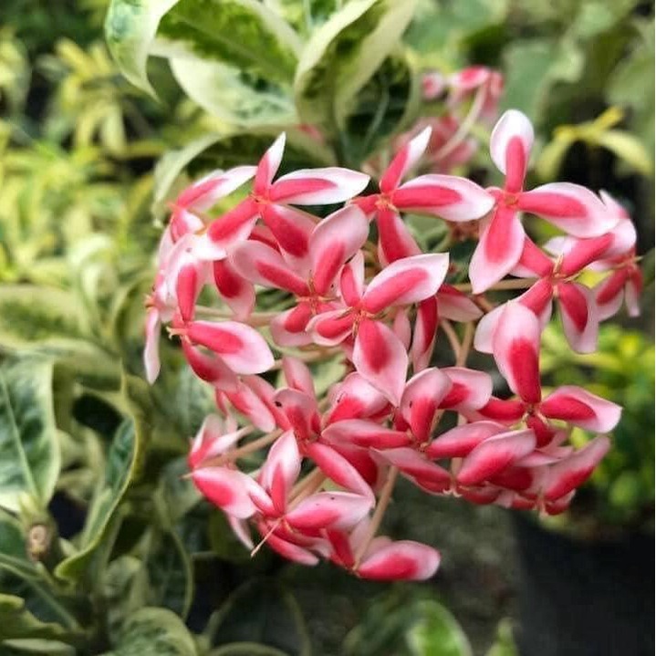 Anak Pokok Ixora Pelbagai ID Bunga Siantan Jejarum Pecah Periuk ...
