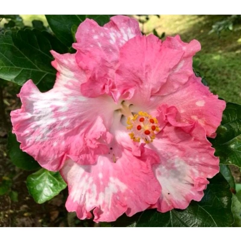 Part 2/6 : Pokok Bunga Raya Hybrid Sea Hibiscus Variegata Variegated ...