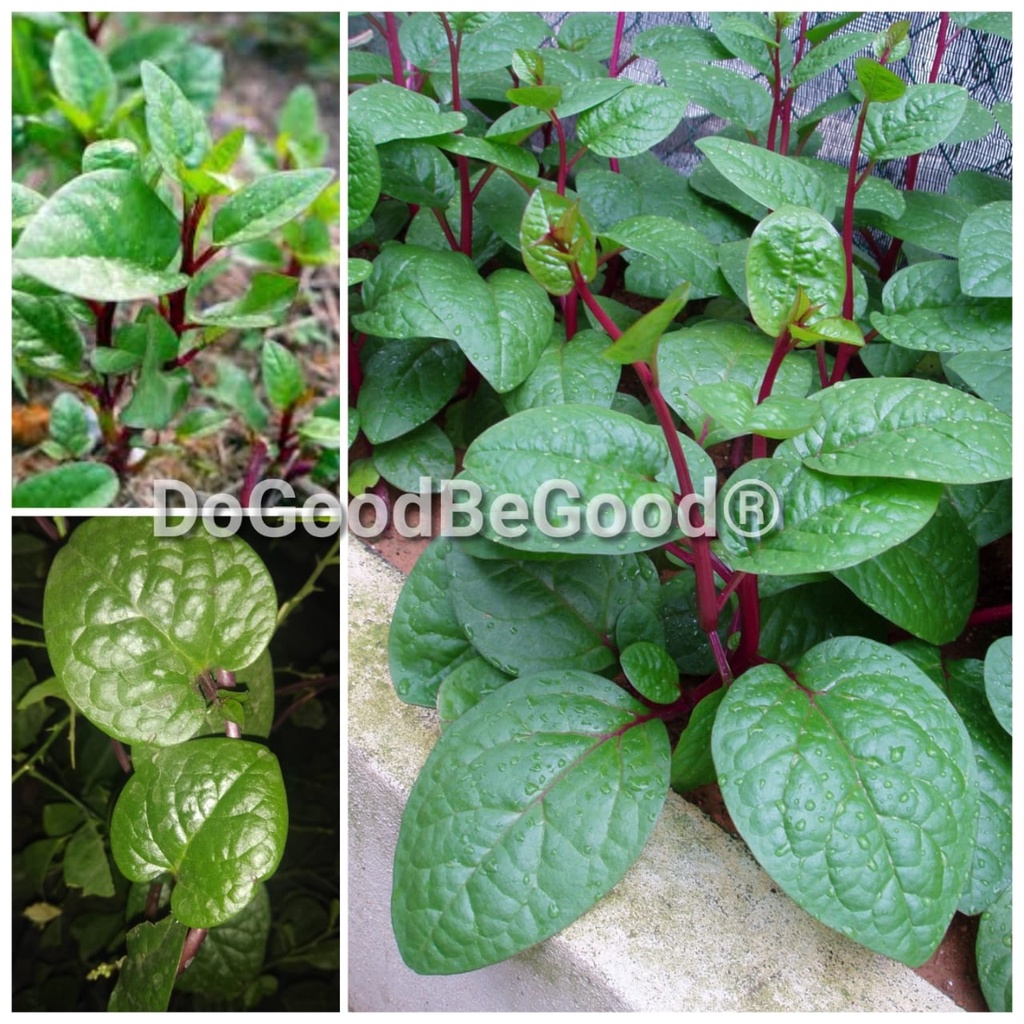 40pcs Red Malabar /Remayung /Tembayung /Ceylon veggies Seeds/Biji Benih ...