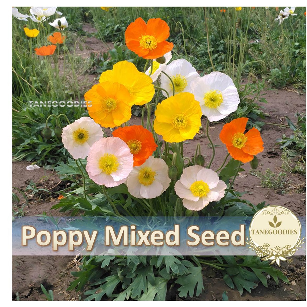 50pc Seed Poppy Flower Mixed Biji Benih Bunga Poppy 虞美人混合种子 | Shopee ...