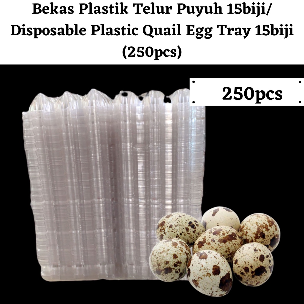 (Ready Stock)Bekas Plastic Telur Ayam Puyuh 15biji(250pcs)/Disposable ...