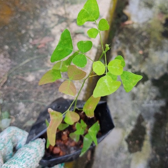Anak Pokok Rerama Hijau / Daun Rama-rama Segar/ Mariposa Christia ...