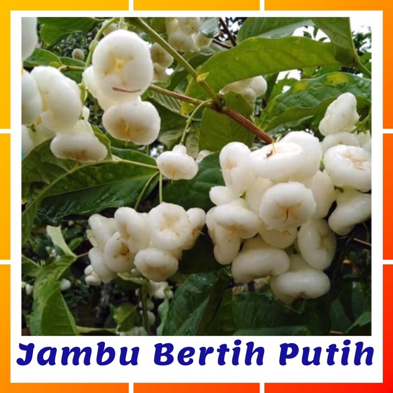 🔥ANAK POKOK JAMBU BERTIH PUTIH🔥 | Shopee Malaysia