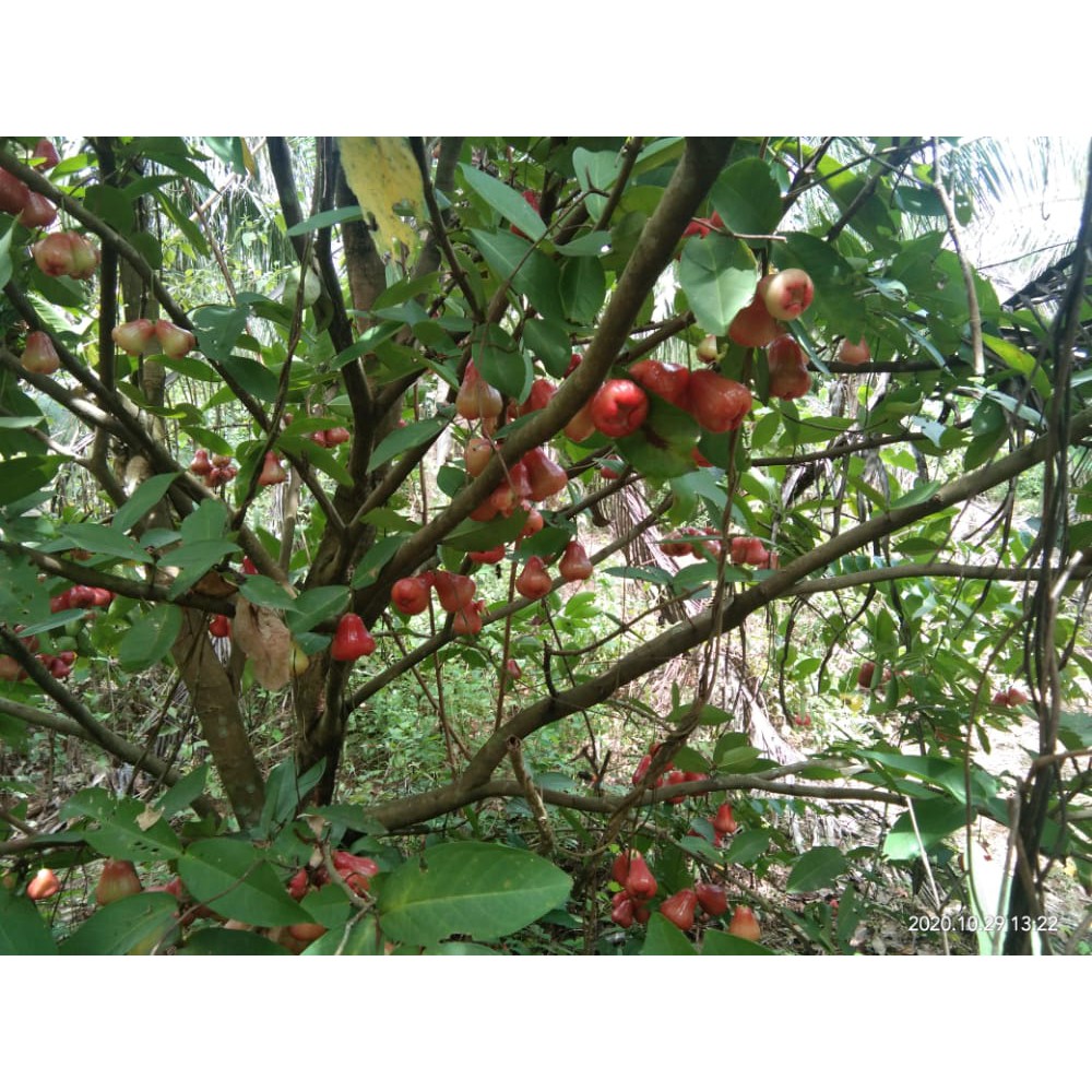 Jambu Madu Merah Thailand (Anak Pokok) | Shopee Malaysia