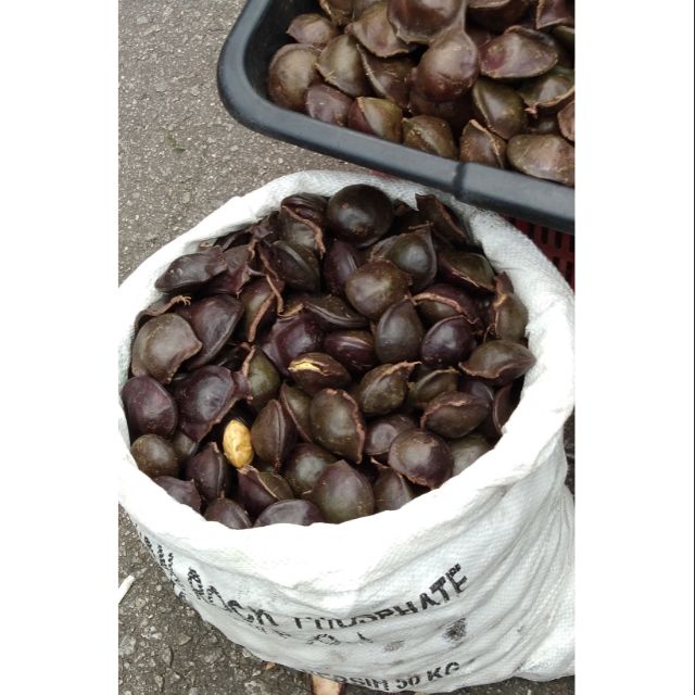 🔥READY STOCK🔥JERING/JENGKOL TUA/MUDA/TANGGUNG/CAMBAH 1KG/500GM | Shopee ...