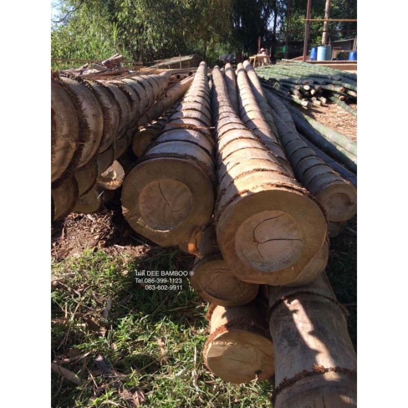 Buluh Betong / Dendrocalamus Asper | Shopee Malaysia