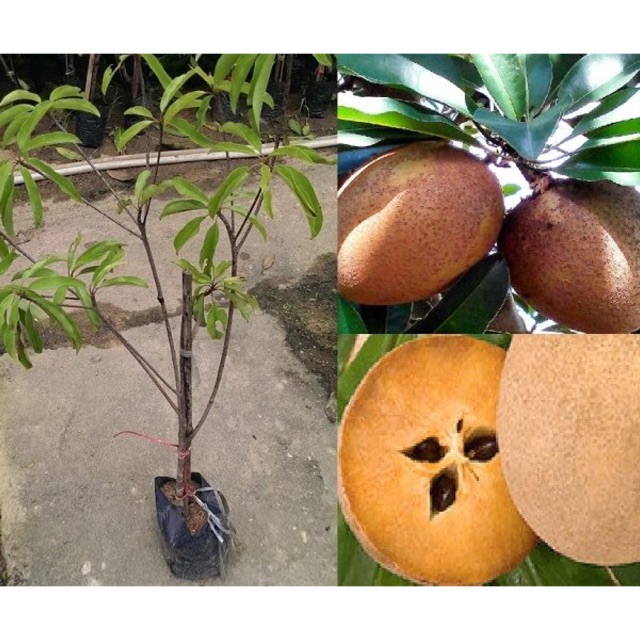 Ciku mega / pokok ciku mega hybrid | Shopee Malaysia