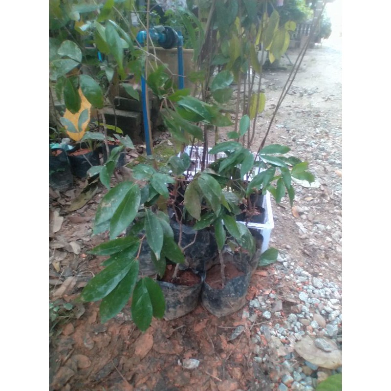 Pokok Buah Katak Puru / Nam Nam | Shopee Malaysia