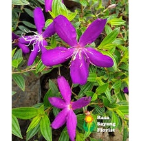 Pokok Senduduk Purple /Senduduk unggu by MGL PLANT | Shopee Malaysia