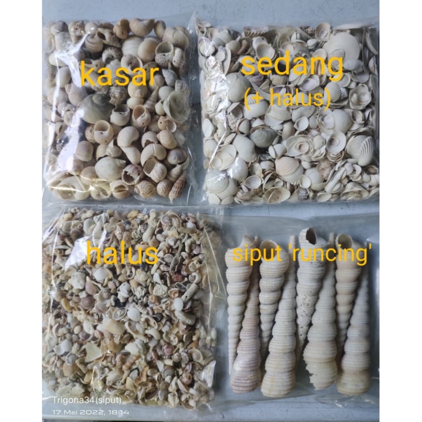 Cengkerang Siput Pantai (hiasan pasu, akuarium, landskap) | Shopee Malaysia