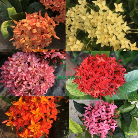 Bunga Ixora Sunkist/Jenjarum/仙丹花 - Seri Bjaya Nursery | Shopee Malaysia