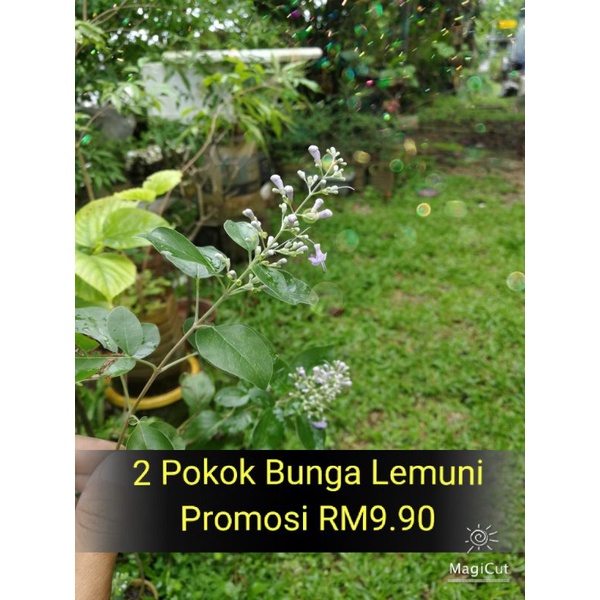 *Promosi 2 Pokok RM9.90* SUMBER MAKANAN KELULUT & HERBA TRADITIONAL ...