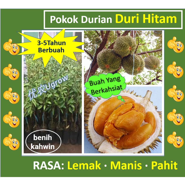 Pokok Duri Hitam D200 benih 黑刺 榴莲苗 Black torn | Shopee Malaysia
