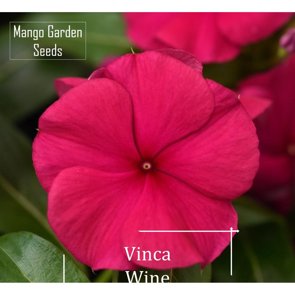 *Rare* Vinca Wine Flower Seeds - 20 Seed *Pot Friendly* Tanam Pasu ...