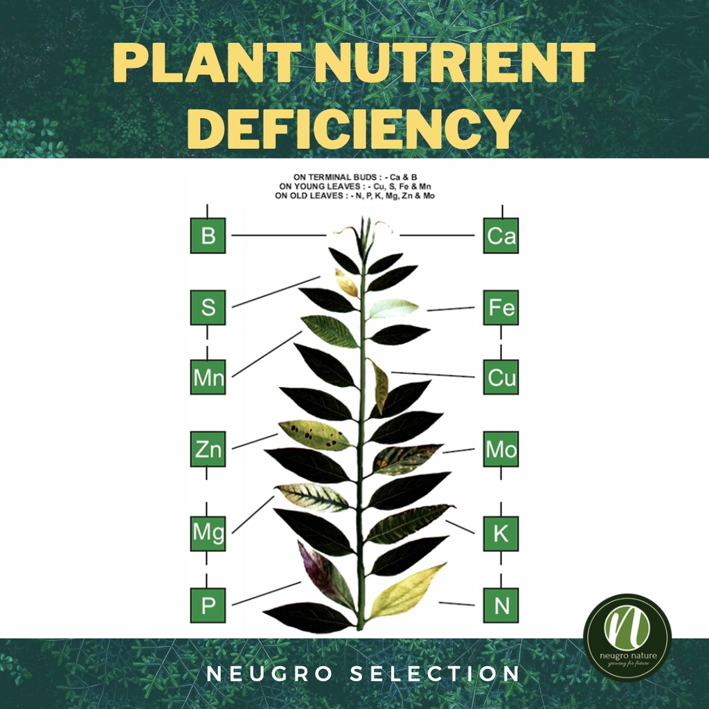 NEULEAF Baja Daun Hijau (700g) Baja Subur NPK (16:16:16) Nitrogen Focus ...