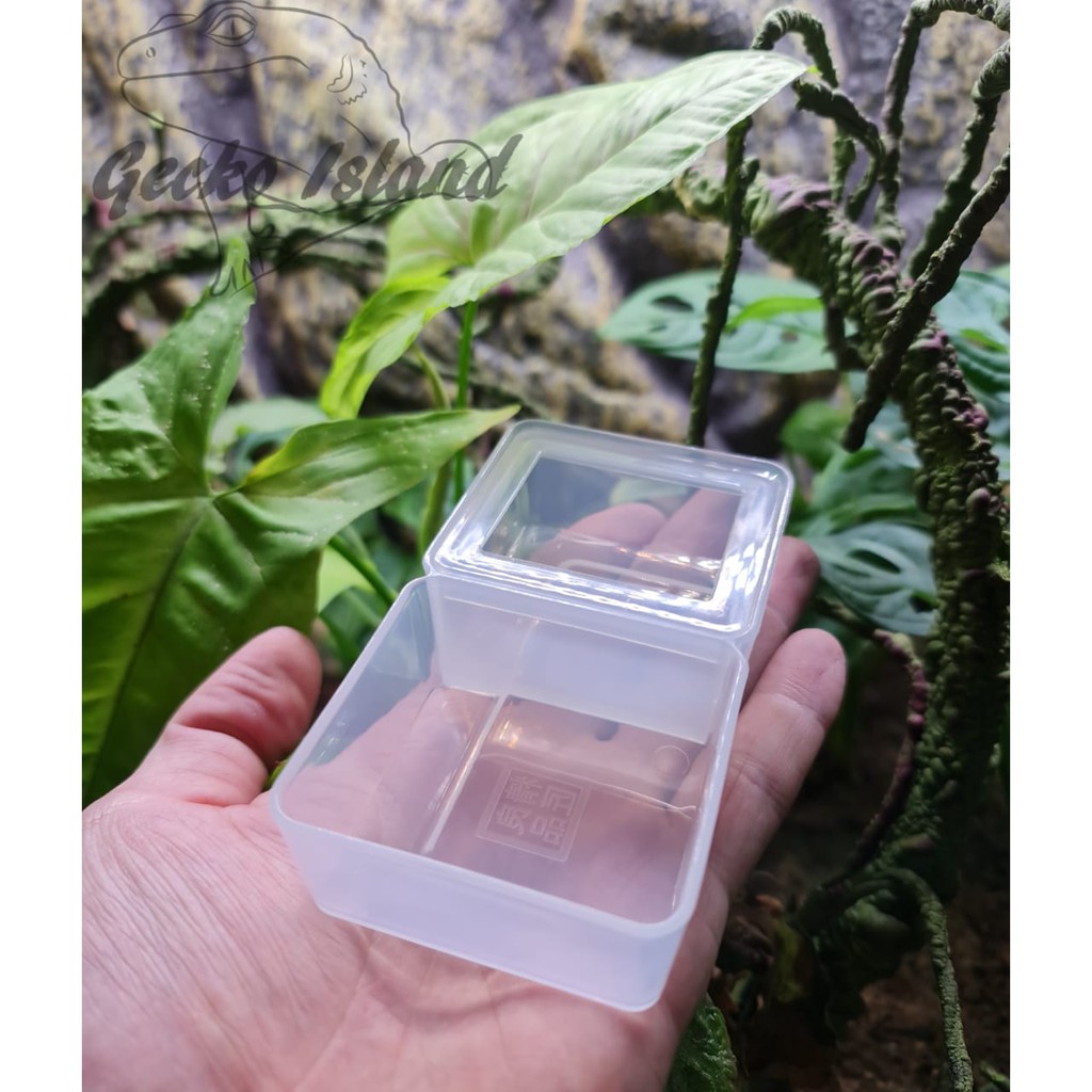 🔥ReadyStock🔥Gecko Reptile Food and Water Bowl 爬虫食盆水盆（Leopard gecko,Fat ...